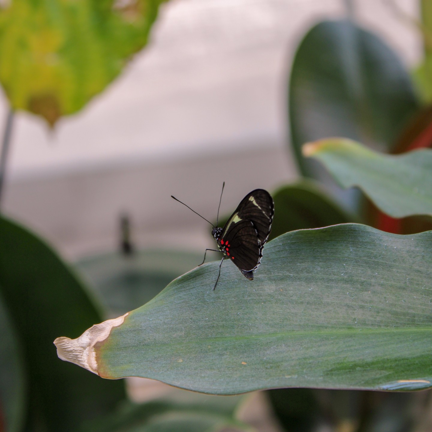 James Cole Photography